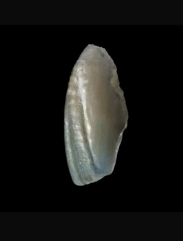 Dental Photography Courses | The MOD Institute